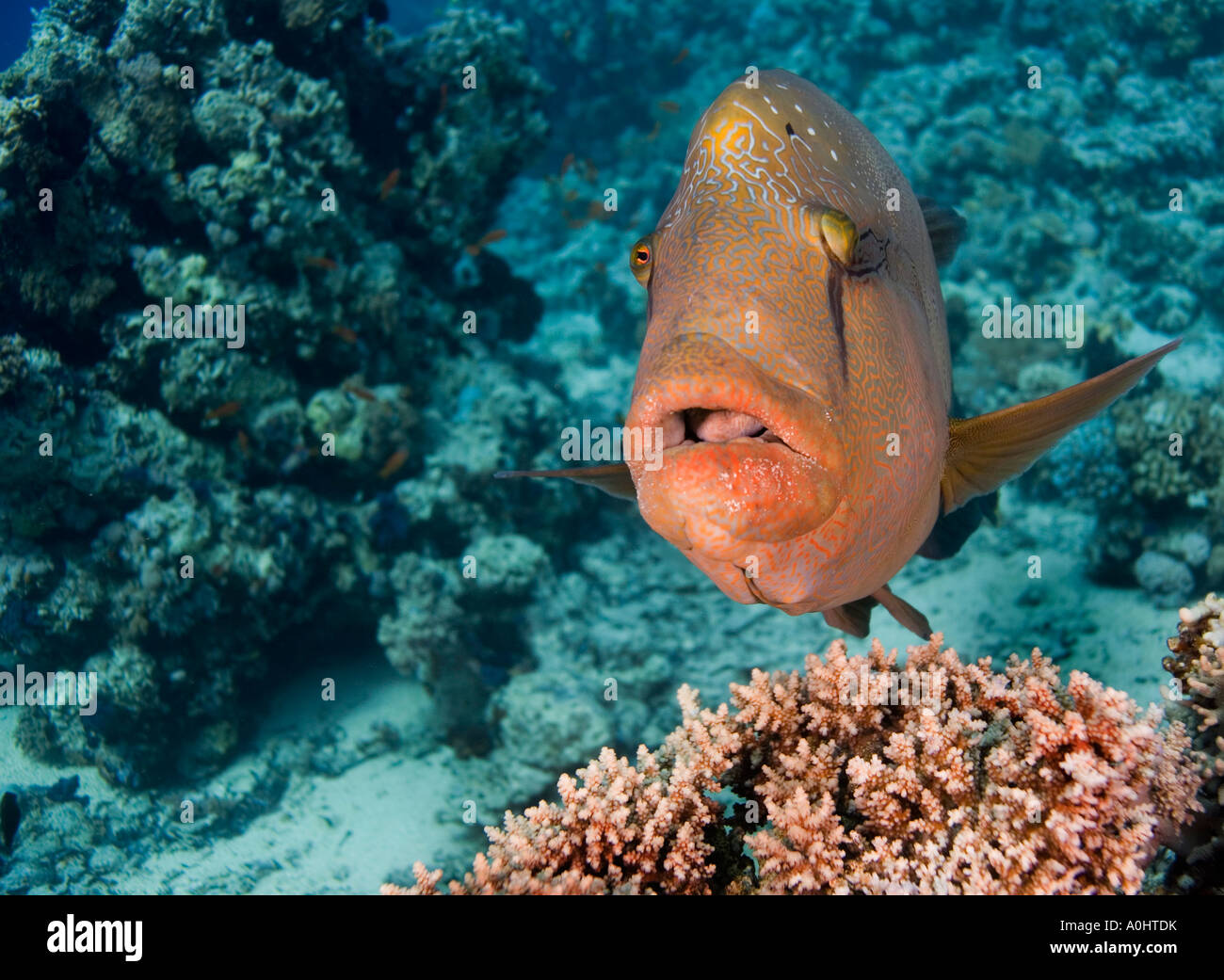 Humphead wrasse in red hi-res stock photography and images - Alamy