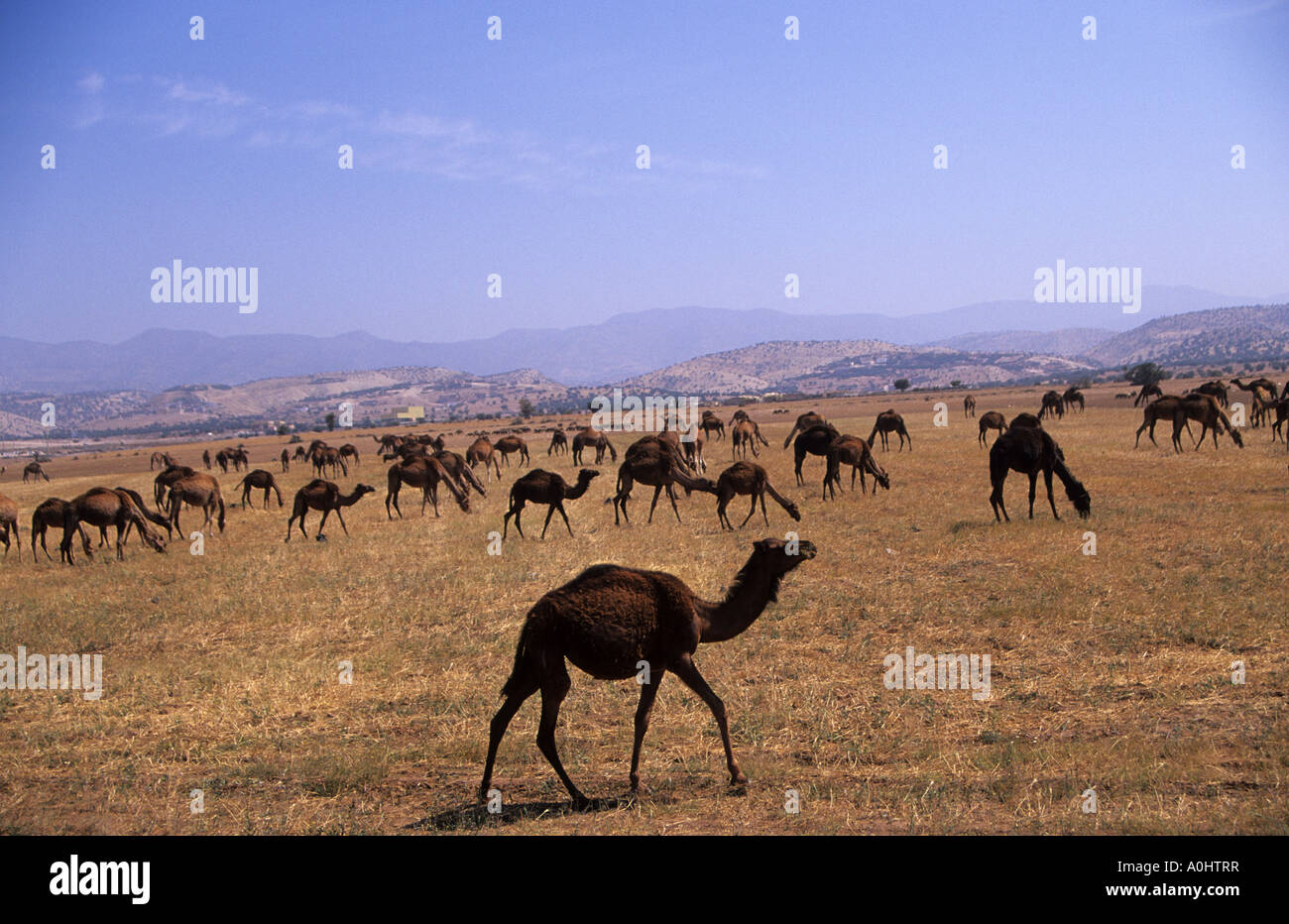 many camels animals group african landscape morocco Stock Photo - Alamy