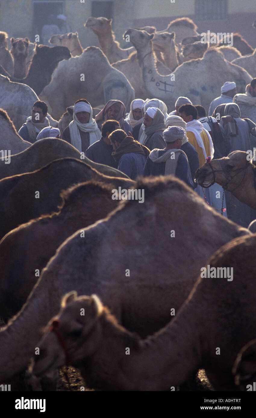 many camel market trade sell negotiate egypt cairo vertical Stock Photo ...