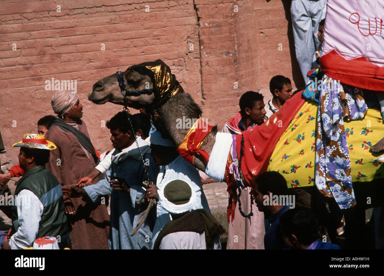 camel ra sun god ceremony africa egypt tradition festivity Stock Photo ...