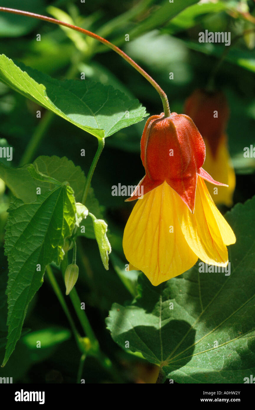 Border belle hi-res stock photography and images - Alamy