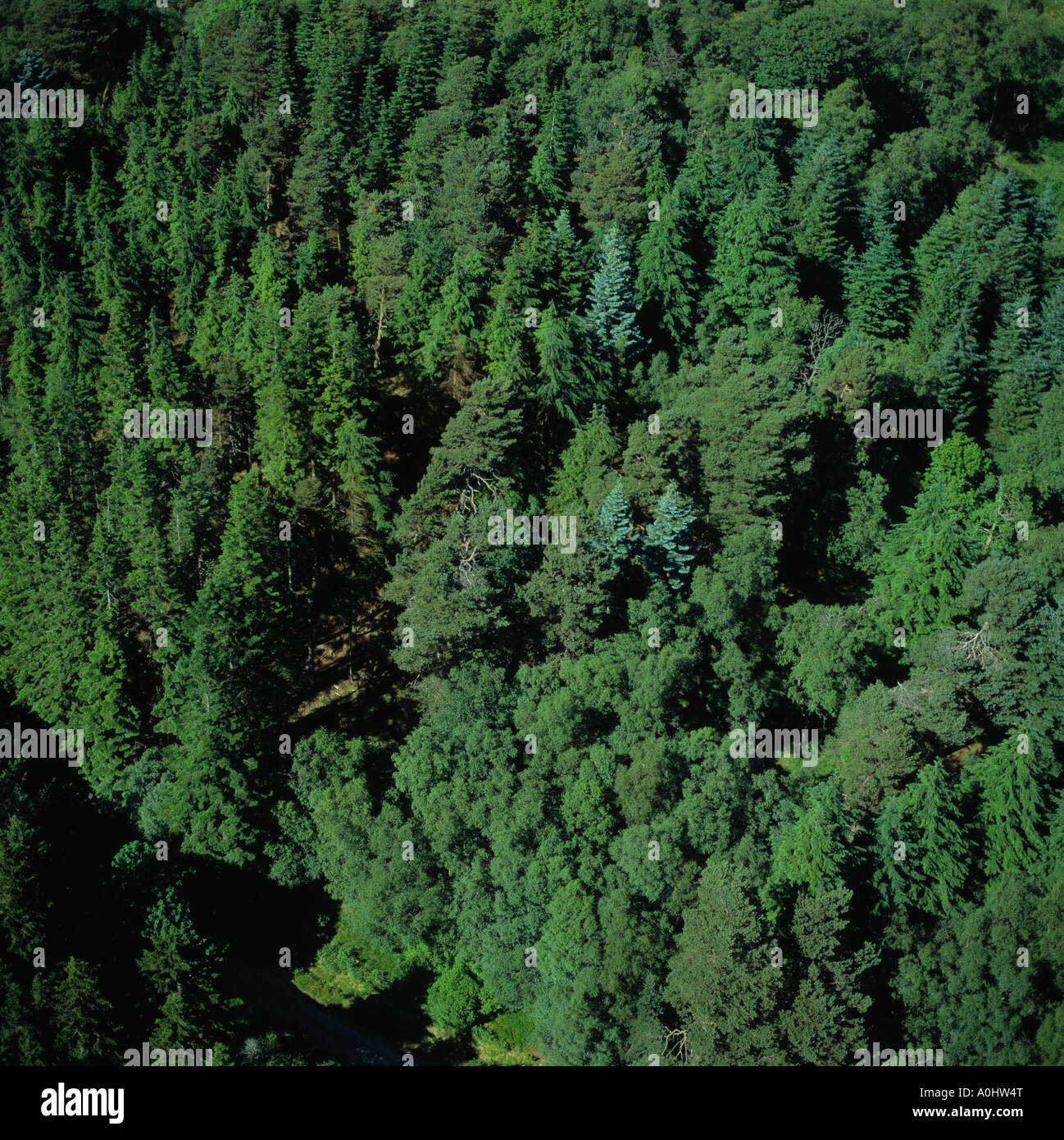 Low overhead aerial view of conifer trees Stock Photo - Alamy