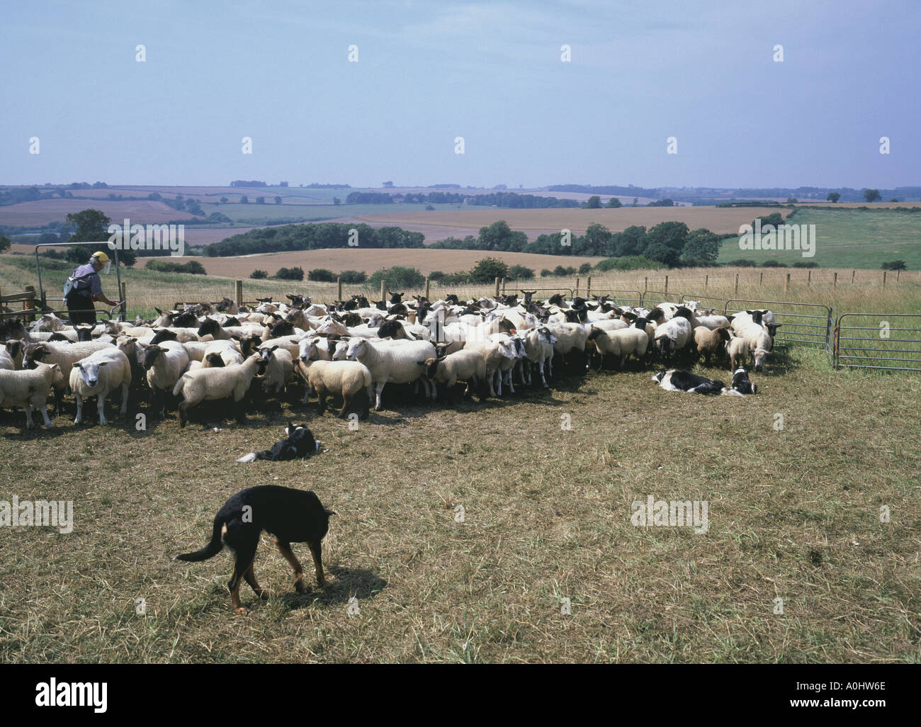 Lincolnshire Wolds Shepherd working his sheep with dogs england Stock ...