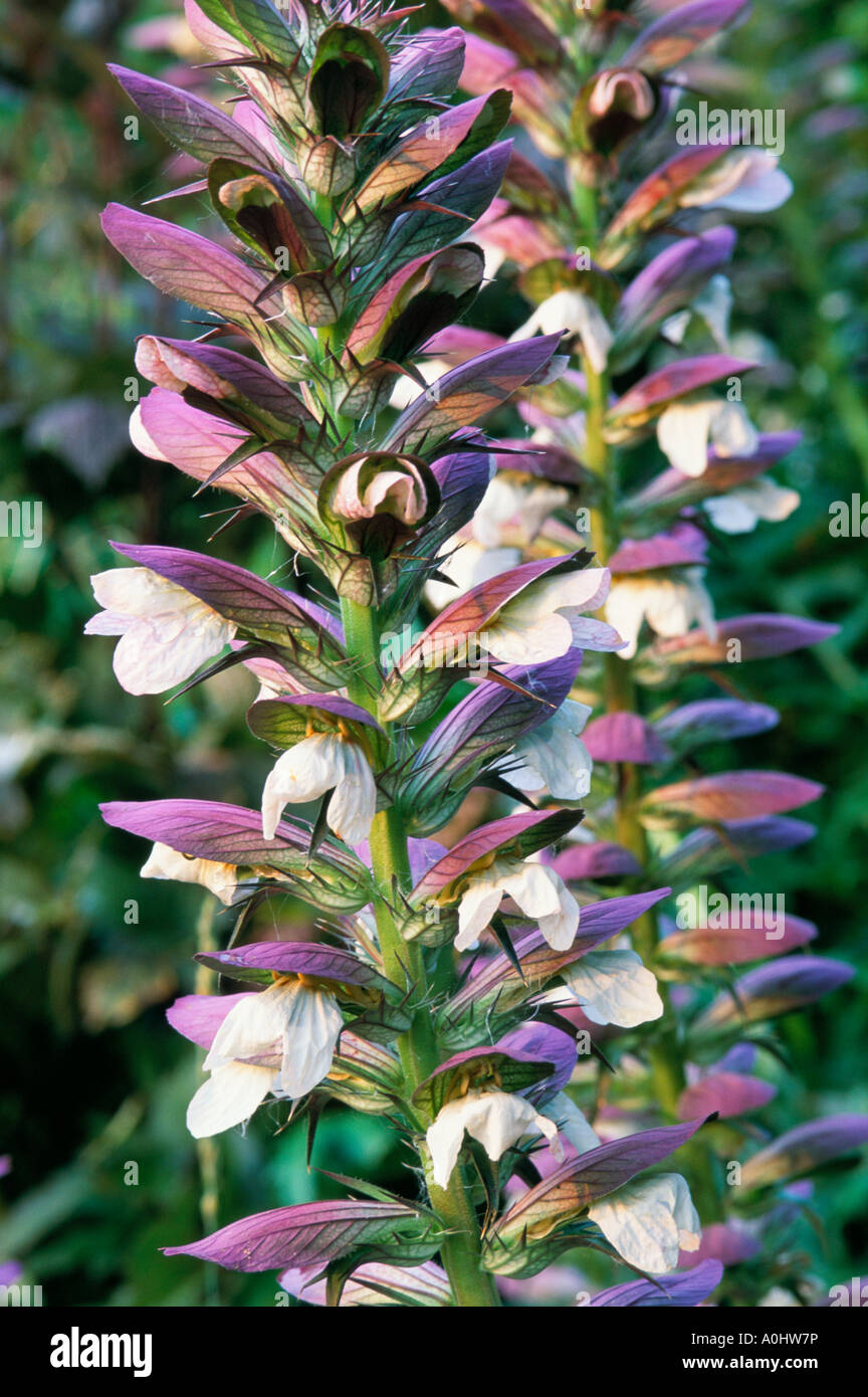 Bears breeches acanthus spinosus hi-res stock photography and images ...