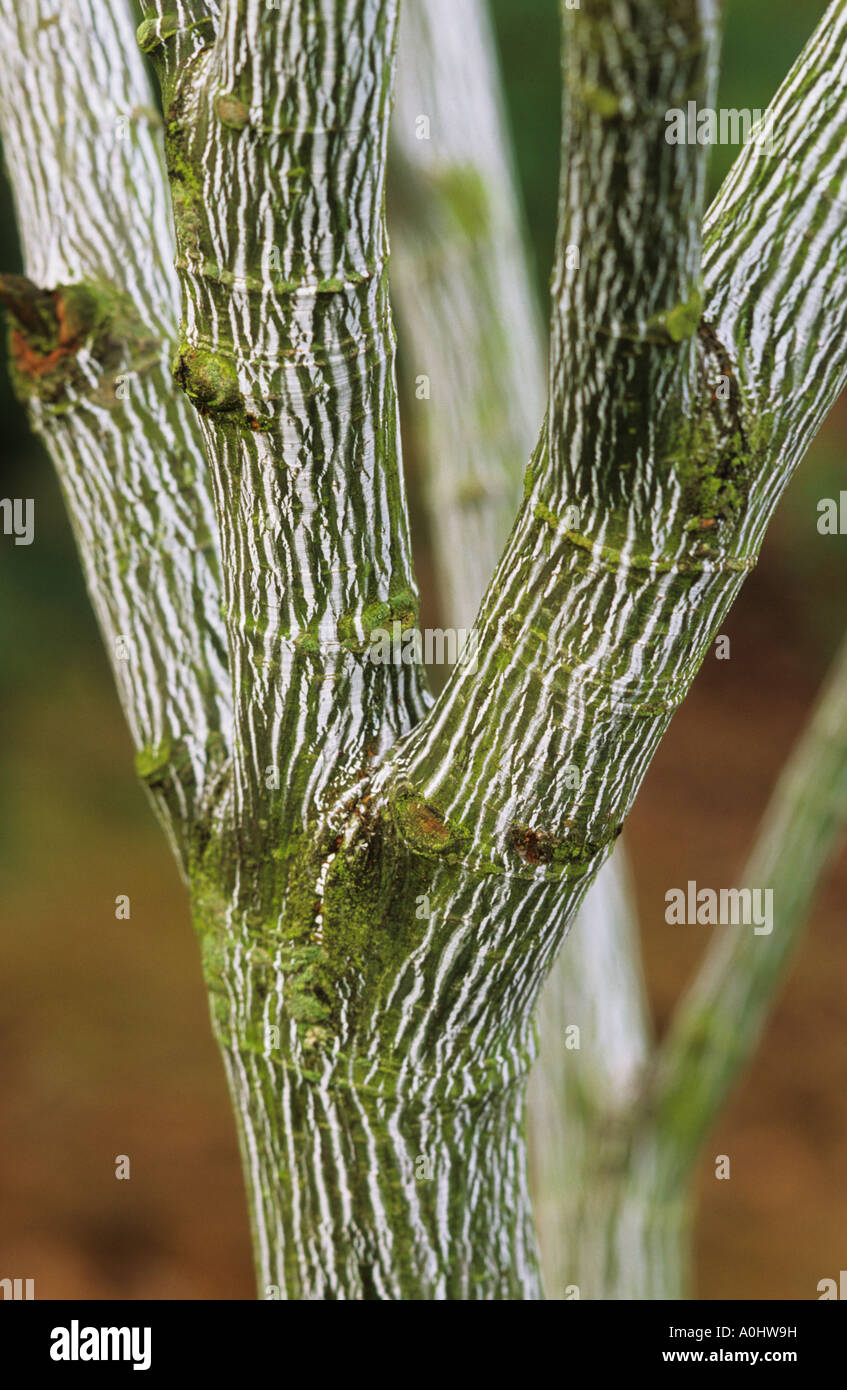 Snake Bark Maple Acer capilipes Stock Photo - Alamy