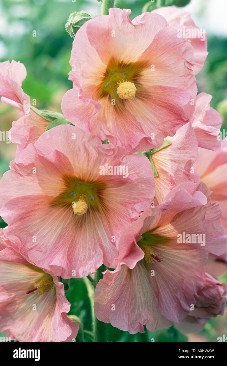Pink Hollyhock Althaea rosea Stock Photo - Alamy