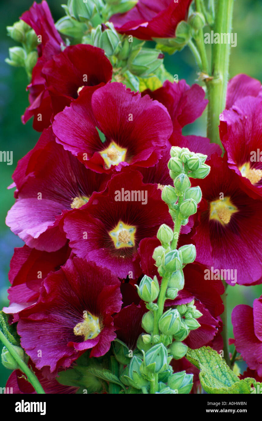 Hollyhock Althaea rosea Nigra Stock Photo - Alamy