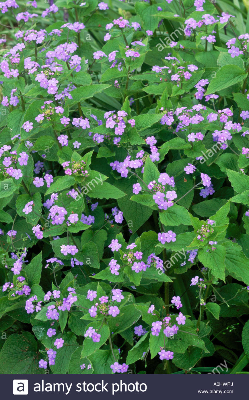 Brunnera Garden Border Stock Photos & Brunnera Garden Border Stock ...
