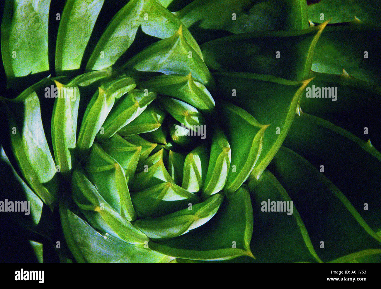 Spiral aloe aloe polyphylla hi-res stock photography and images - Alamy