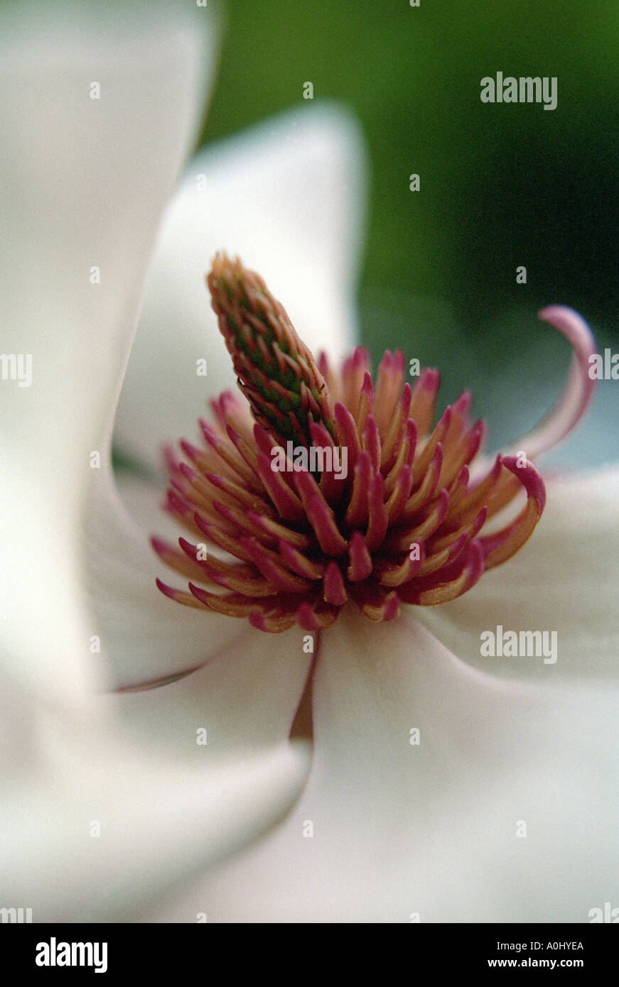 heart of magnolia Stock Photo - Alamy