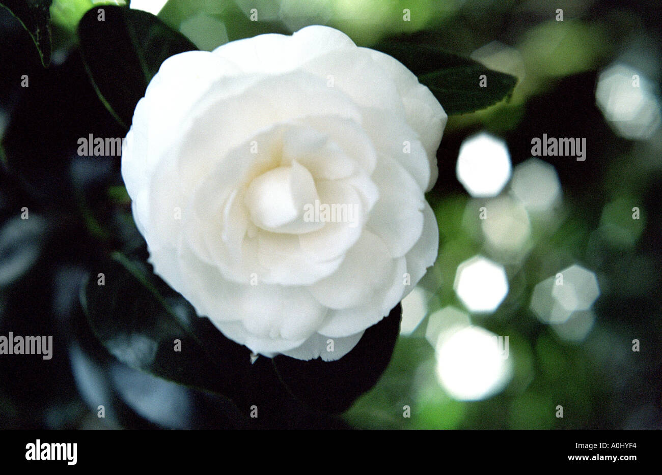 Pure white camellia hi-res stock photography and images - Alamy