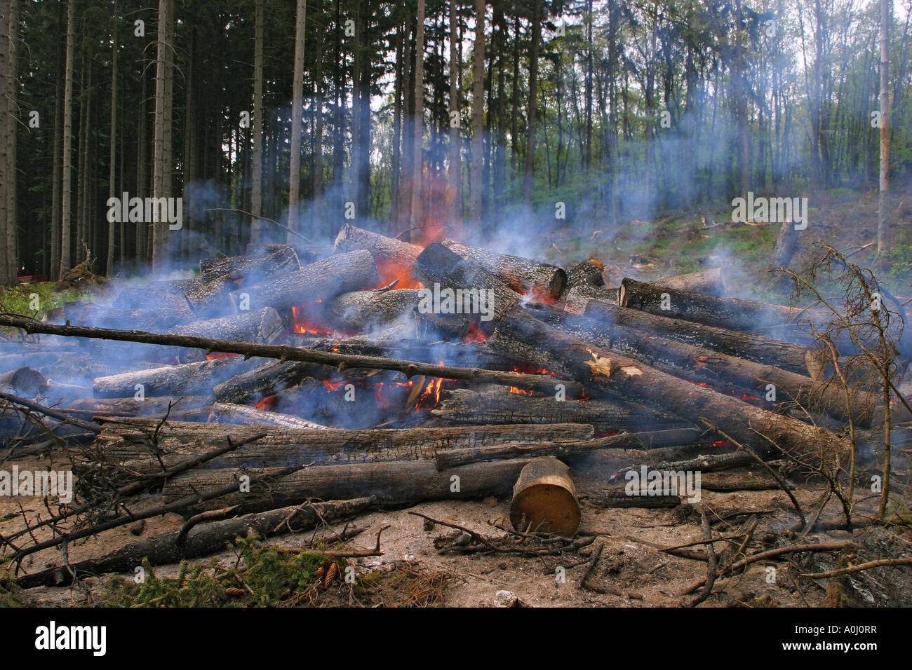 Bark Beetles plague control: burning down of infected tree trunks Stock ...