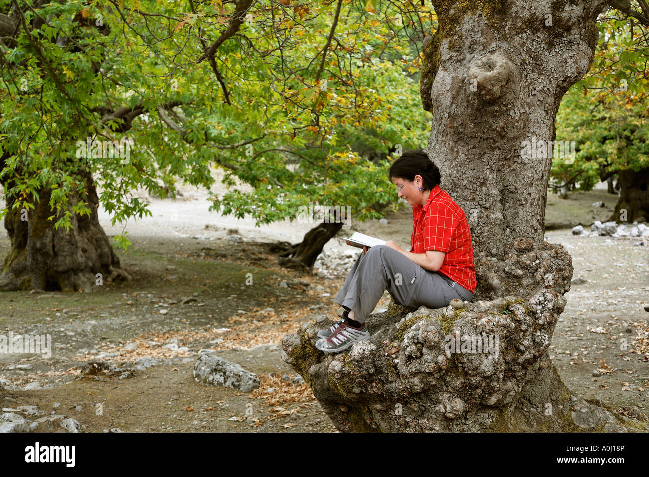 Platanus a acerifolia hi-res stock photography and images - Alamy