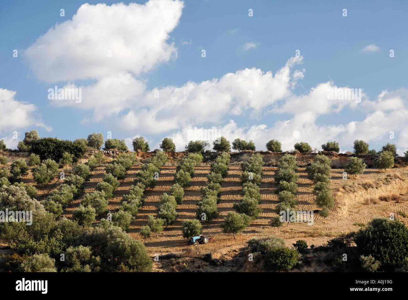 Olive grove near Vori, Southern Crete, Greece Stock Photo - Alamy