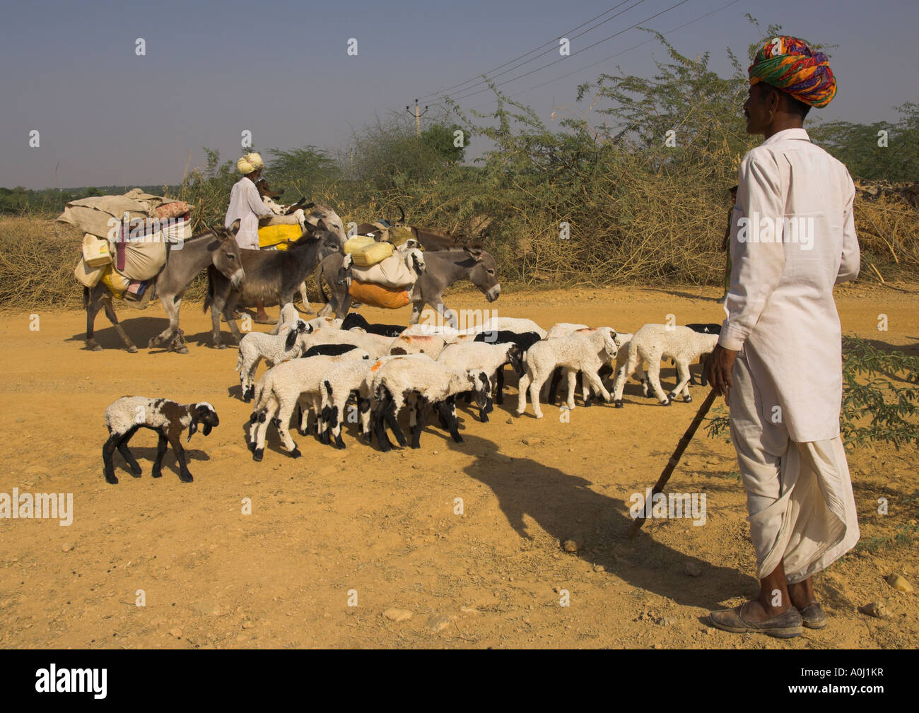 Shepherd flock sheep rajasthan india hi-res stock photography and ...