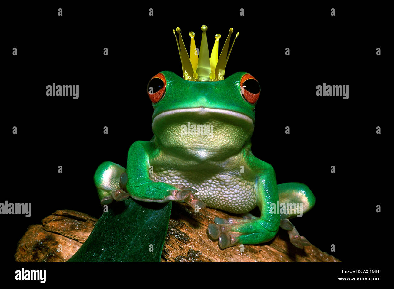 Frogs and king hi-res stock photography and images - Alamy