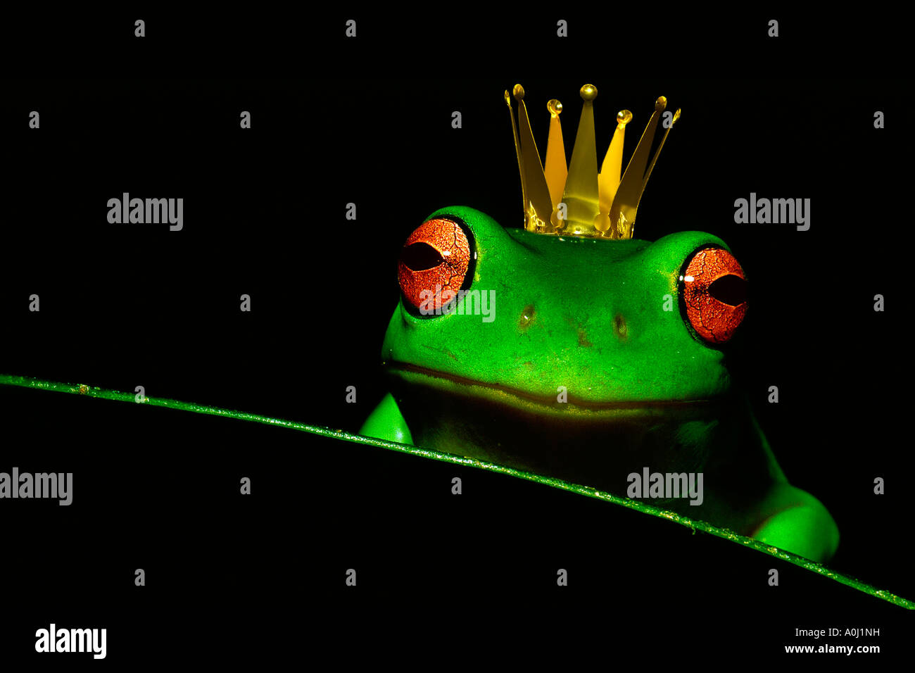 Frogs and king hi-res stock photography and images - Alamy
