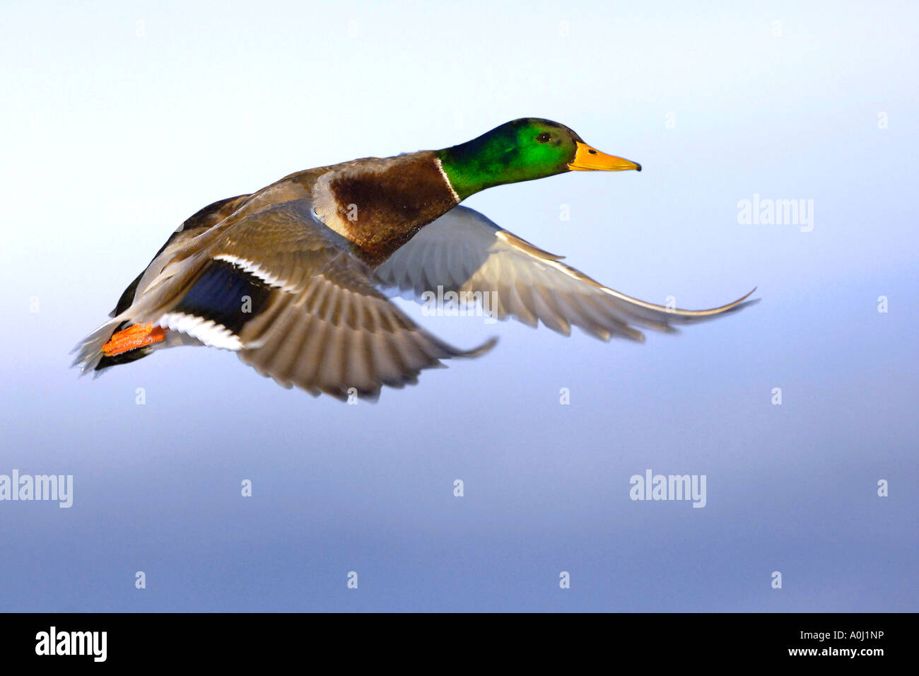 Flying drake (Anas plathyrrynchos Stock Photo - Alamy