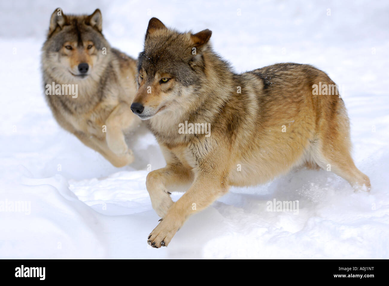 Two wolfes at play in snow (canis lupus occidentalis Stock Photo - Alamy
