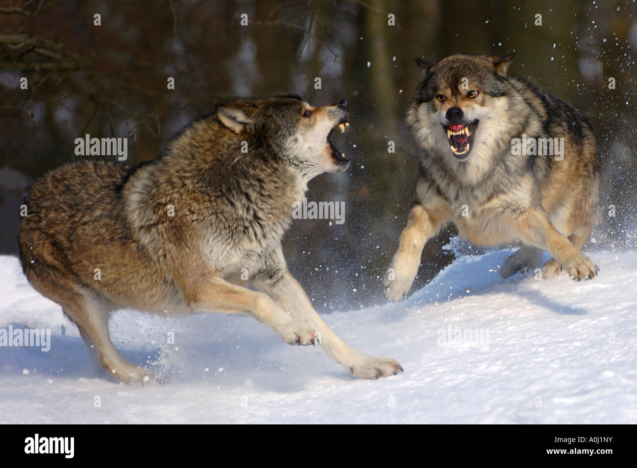 Fighting wolves in winter (canis lupus occidentalis Stock Photo - Alamy