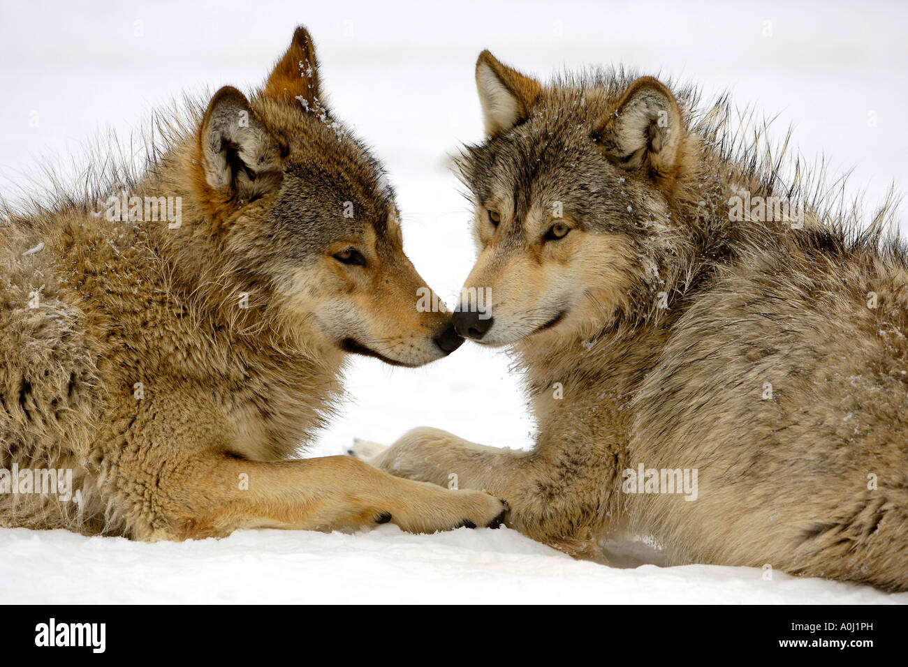 Two young wolfes at play in snow (canis lupus occidentalis Stock Photo ...