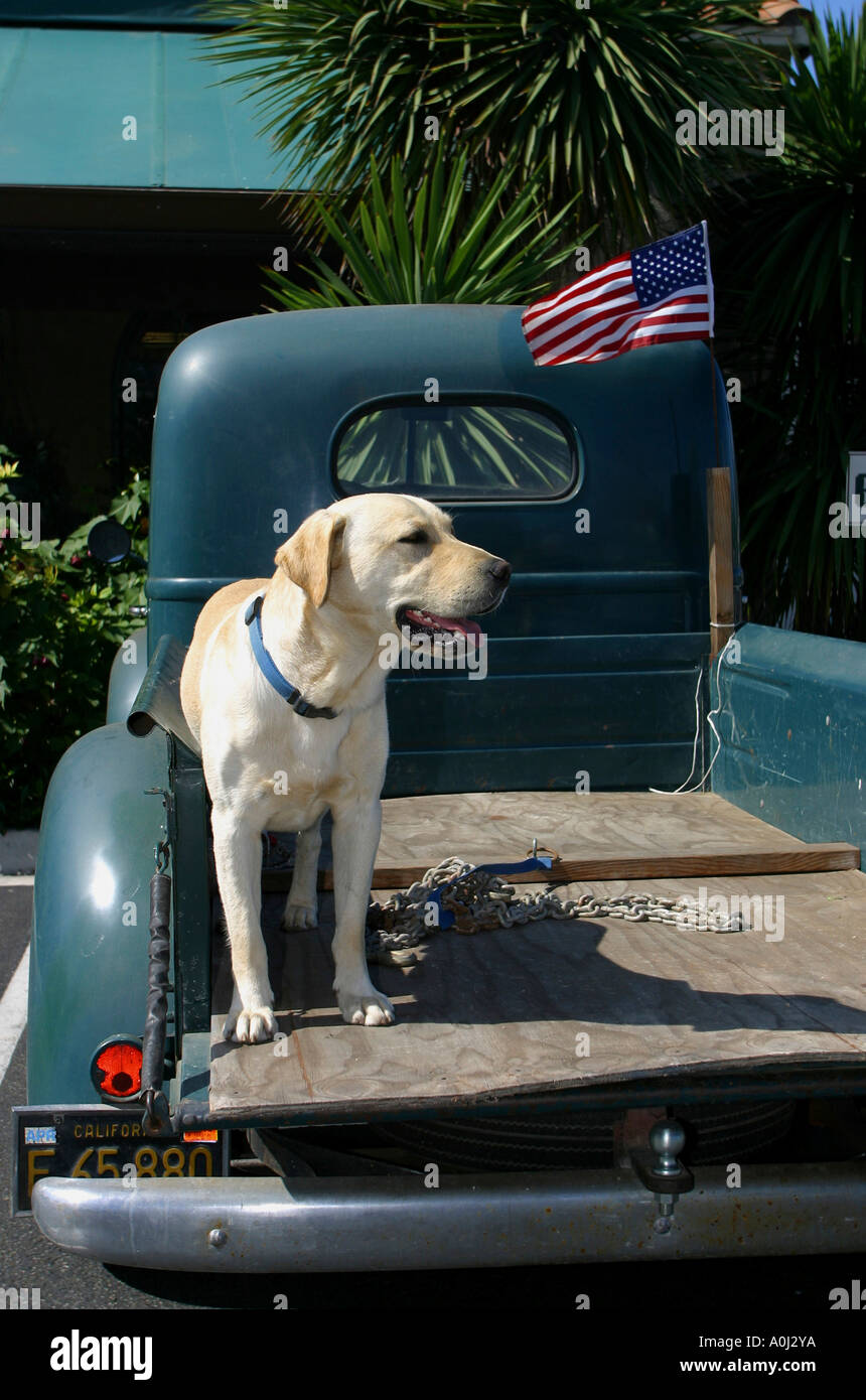 Dog standing at the back of a pickup truck Stock Photo - Alamy