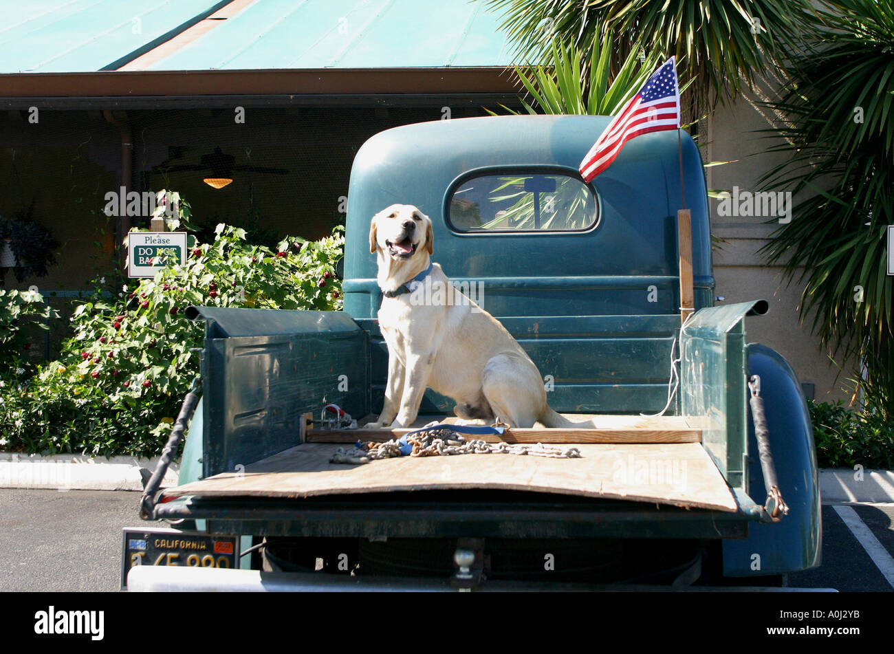 Dog sitting at the back of a pickup truck Stock Photo - Alamy