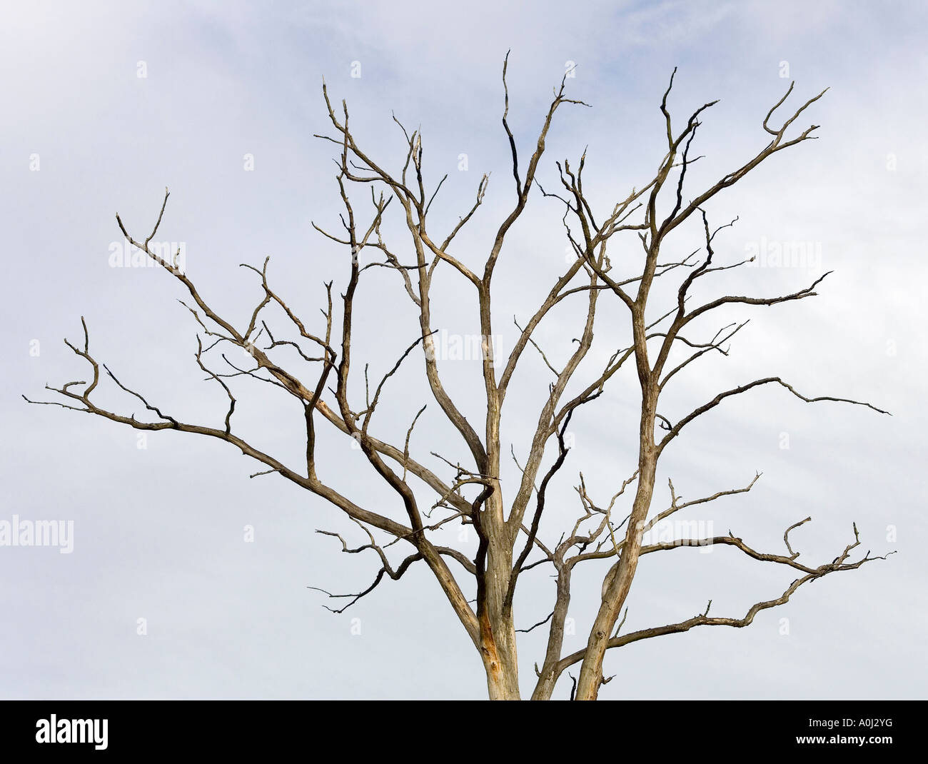 The crown of a dead tree - a symbol for the death Stock Photo - Alamy