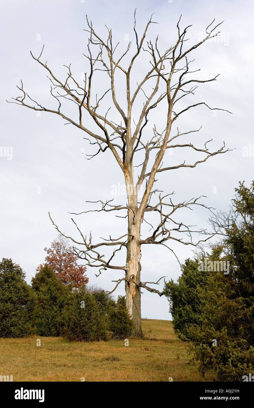 Death symbol hi-res stock photography and images - Alamy