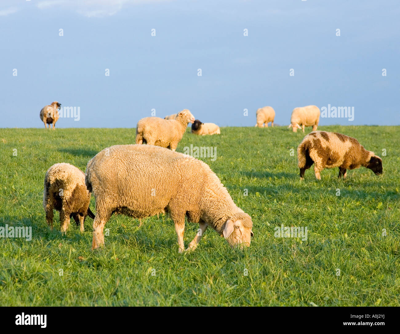 Sheeps browsing on a pasture Stock Photo - Alamy