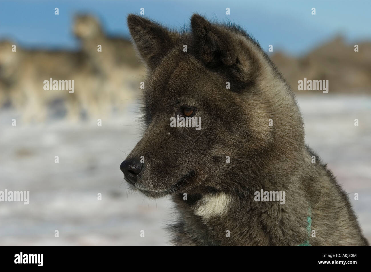 Greenland dog, portrait Stock Photo - Alamy