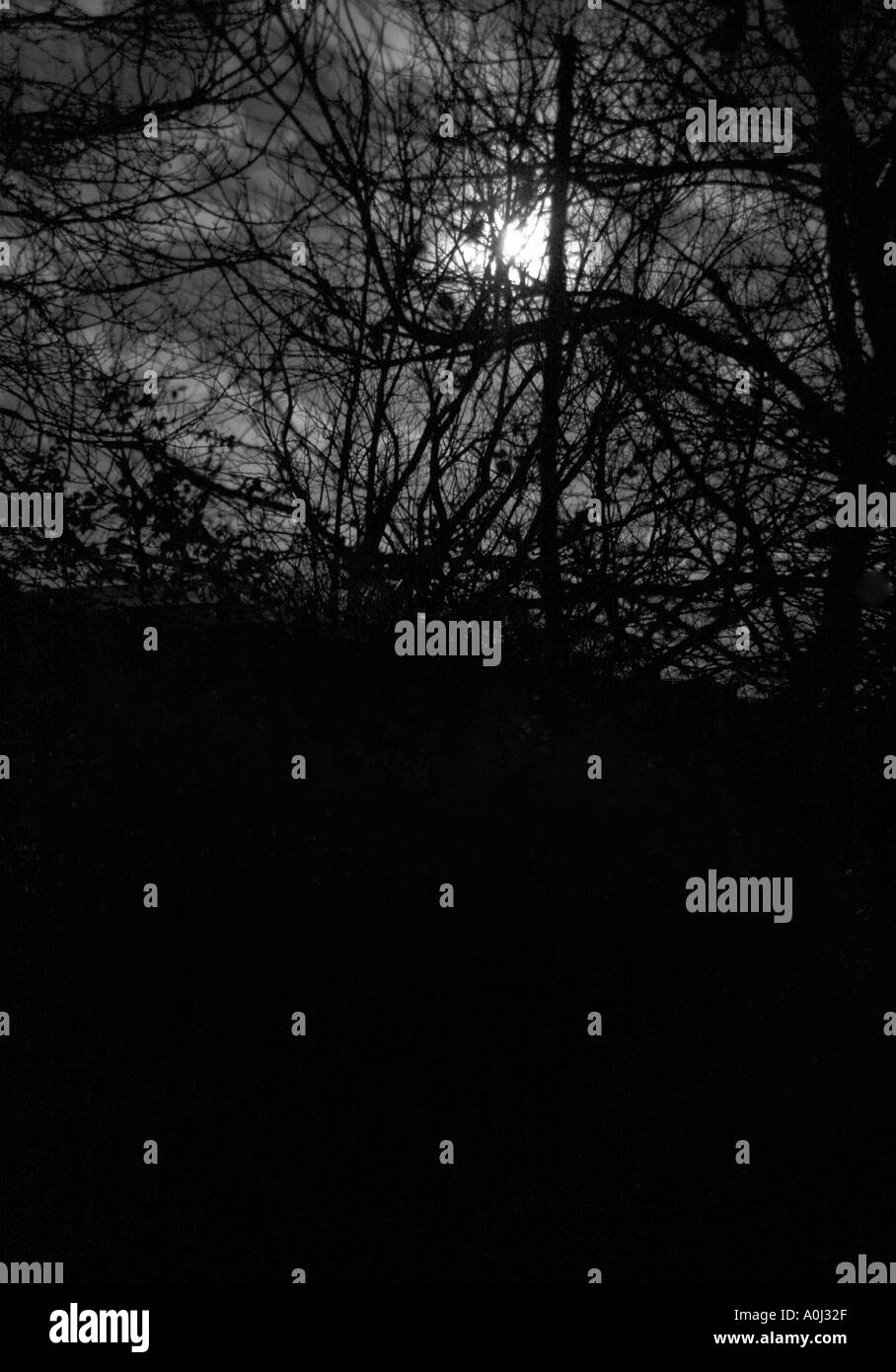 Moon shining through trees hi-res stock photography and images - Alamy