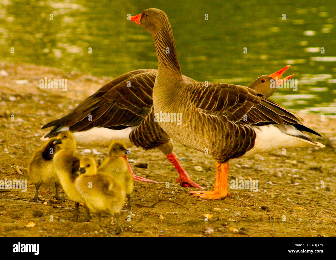 Canada Geese chicks Goose Stock Photo - Alamy