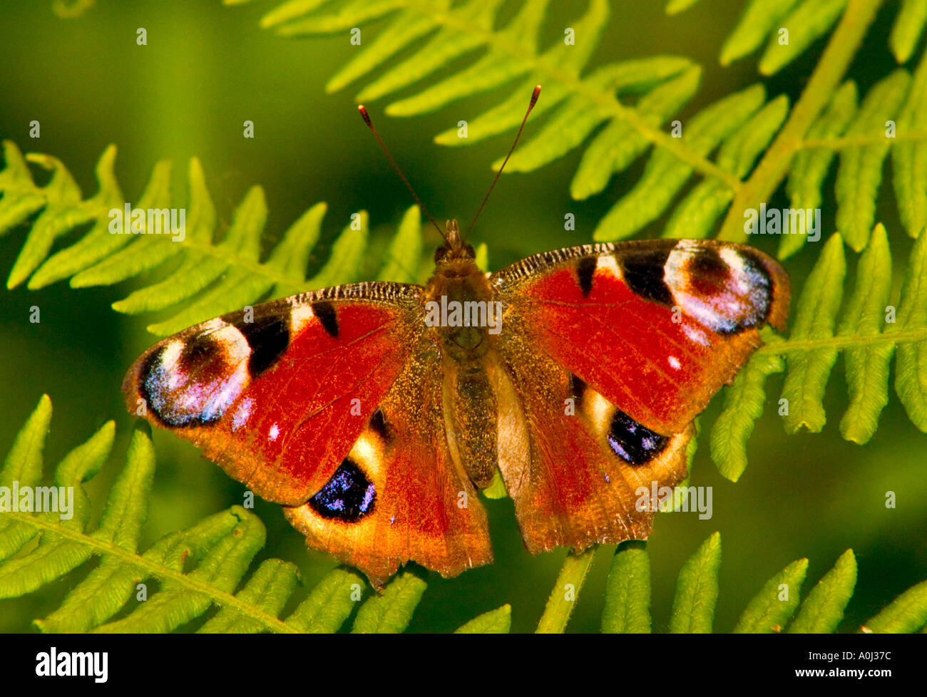 Peacock Butterfly makings eyespot wings open green insect caterpillar ...