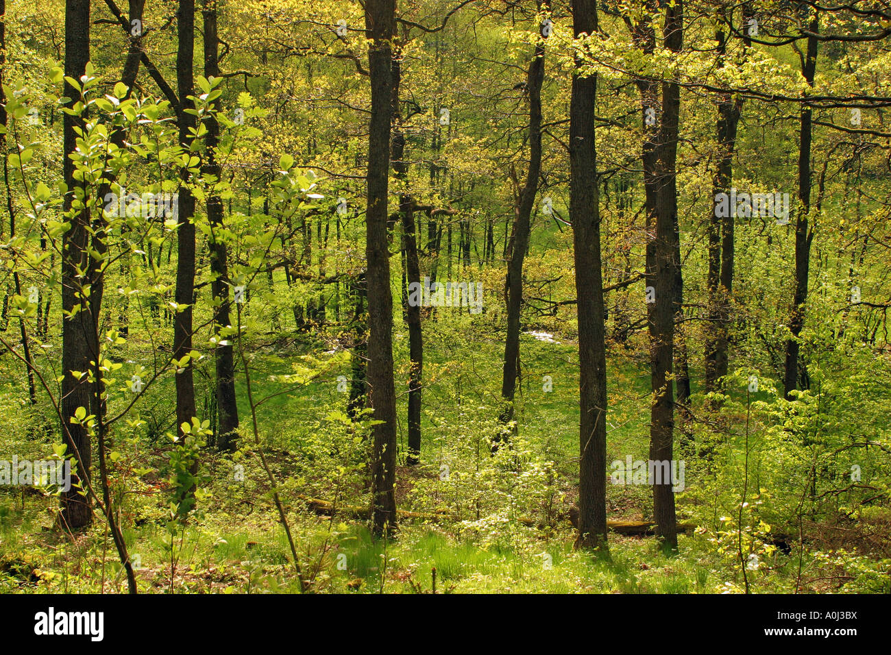 Oak-tree forest in spring with young foliage Stock Photo - Alamy