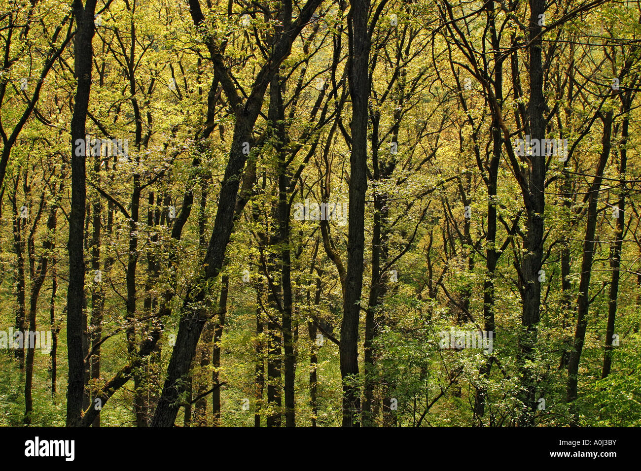 Spring oak tree leaves hi-res stock photography and images - Alamy
