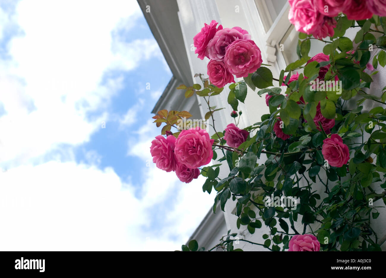 roses on side of a house Stock Photo - Alamy