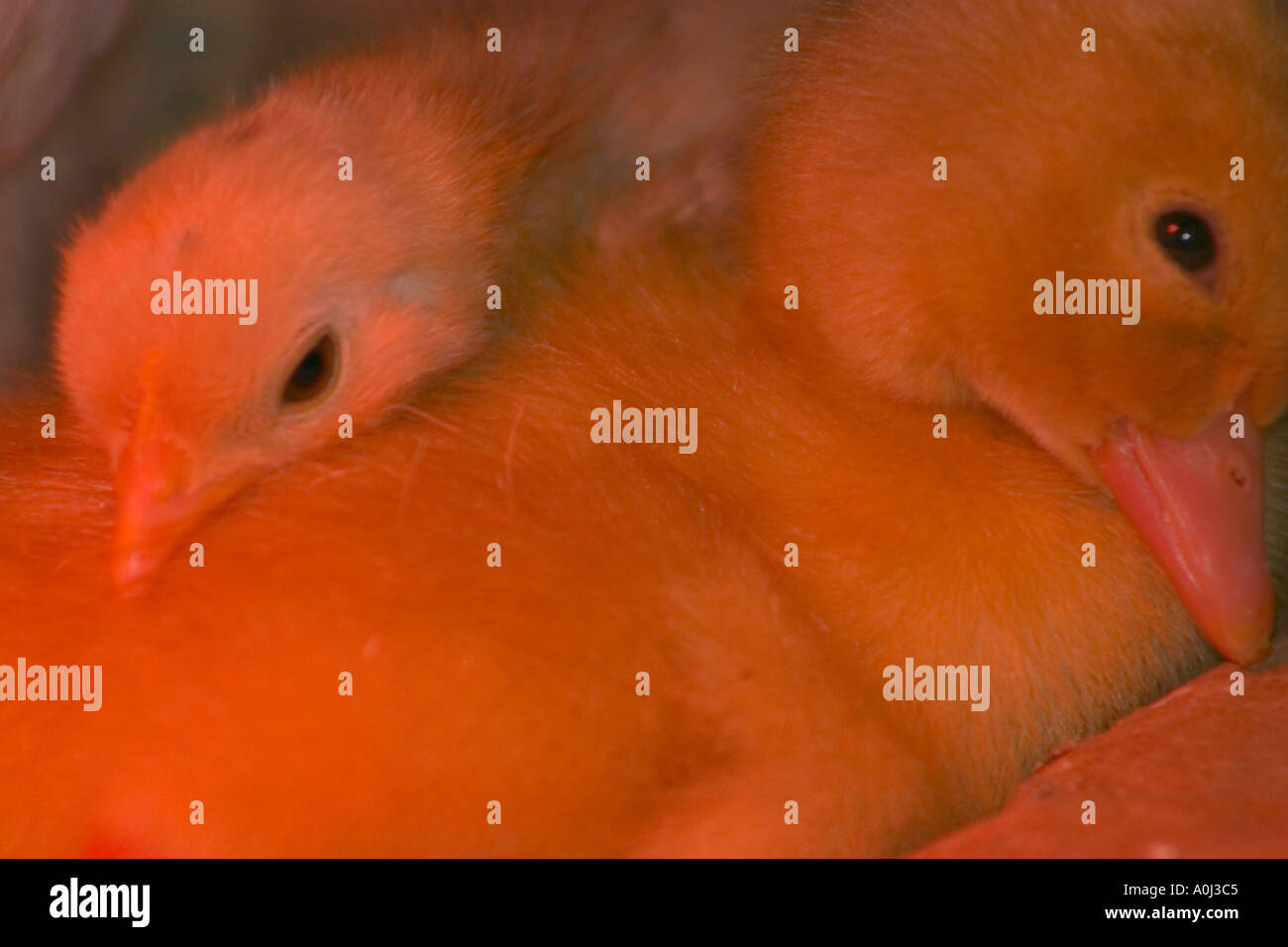 Newly hatched baby chickens hi-res stock photography and images - Alamy
