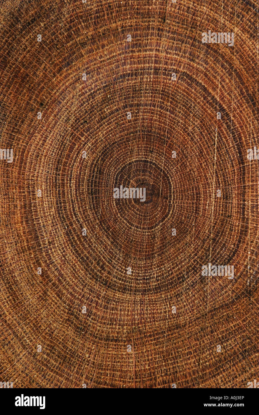 Inside a tree hi-res stock photography and images - Alamy