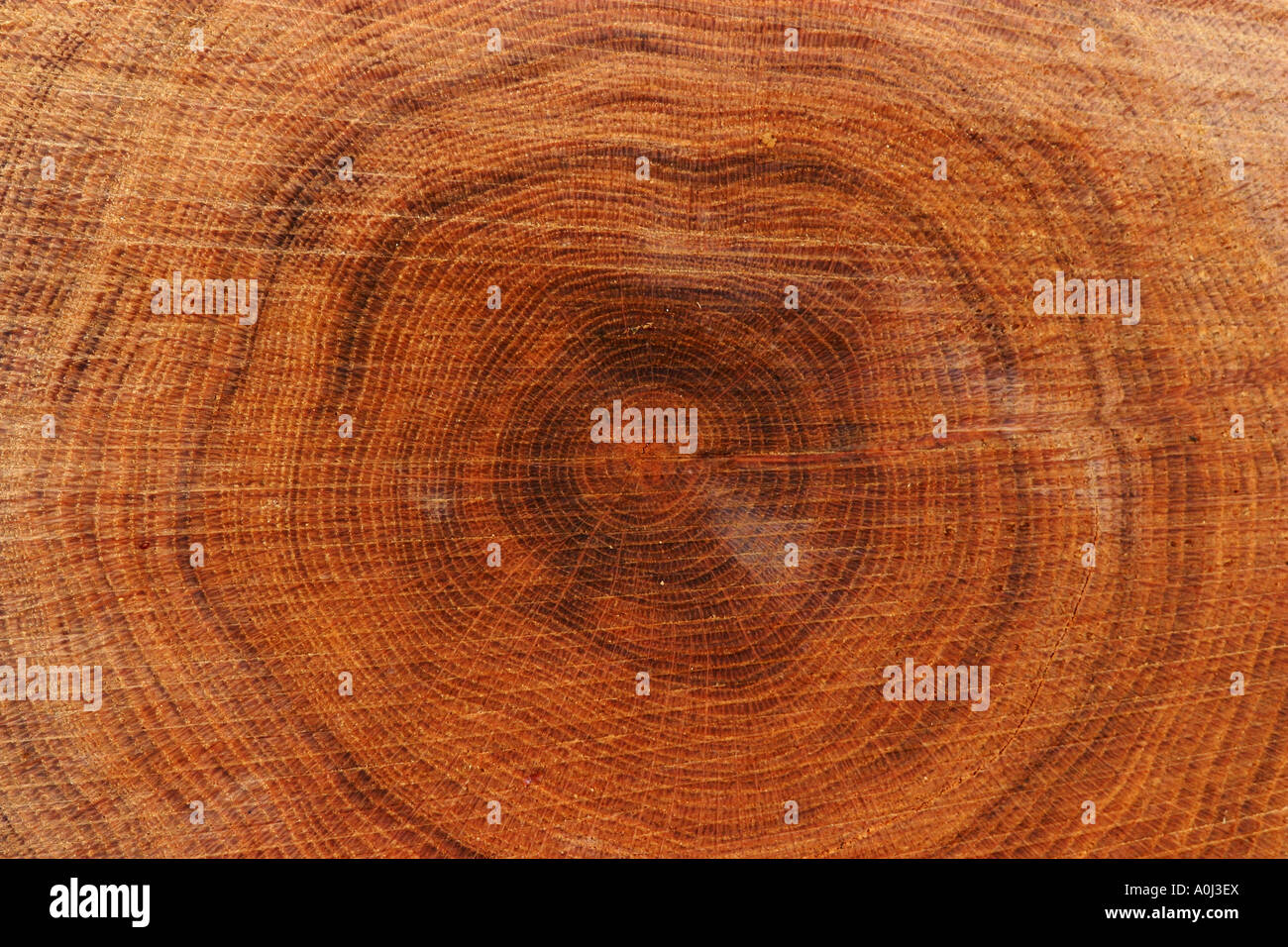 Oak tree trunk rings hi-res stock photography and images - Alamy
