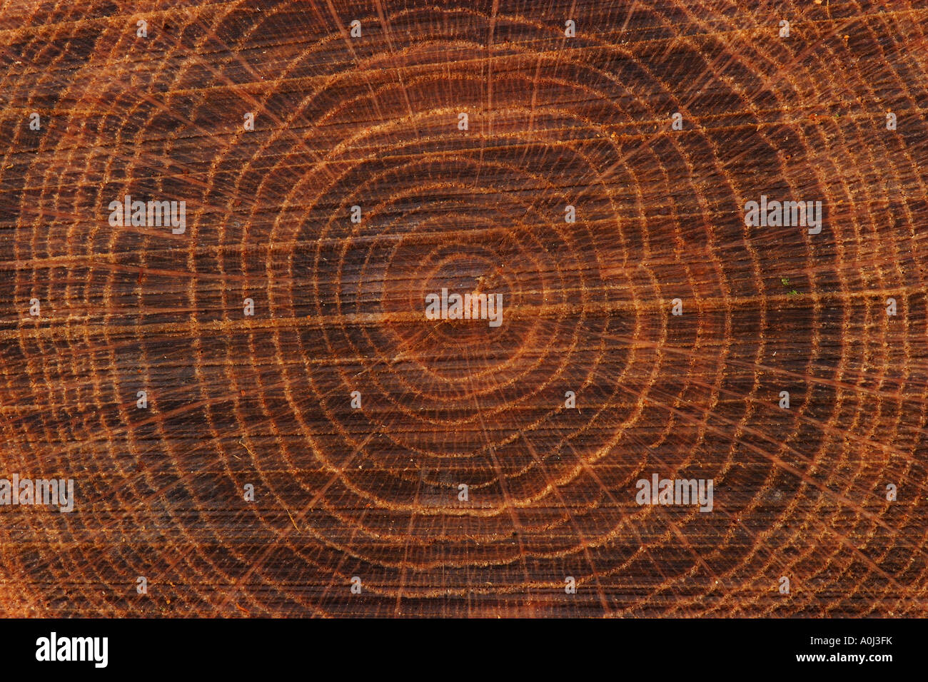 Tree ring analysis hi-res stock photography and images - Alamy