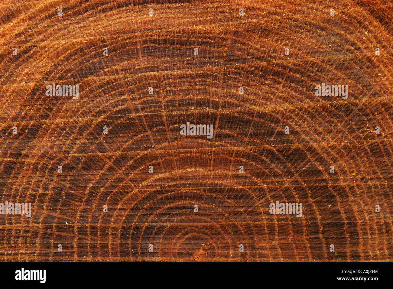 Inside a tree hi-res stock photography and images - Alamy