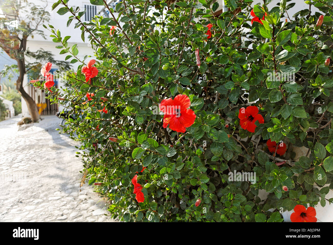 Hibiscus in Lendas, Southern Crete, Greece Stock Photo - Alamy