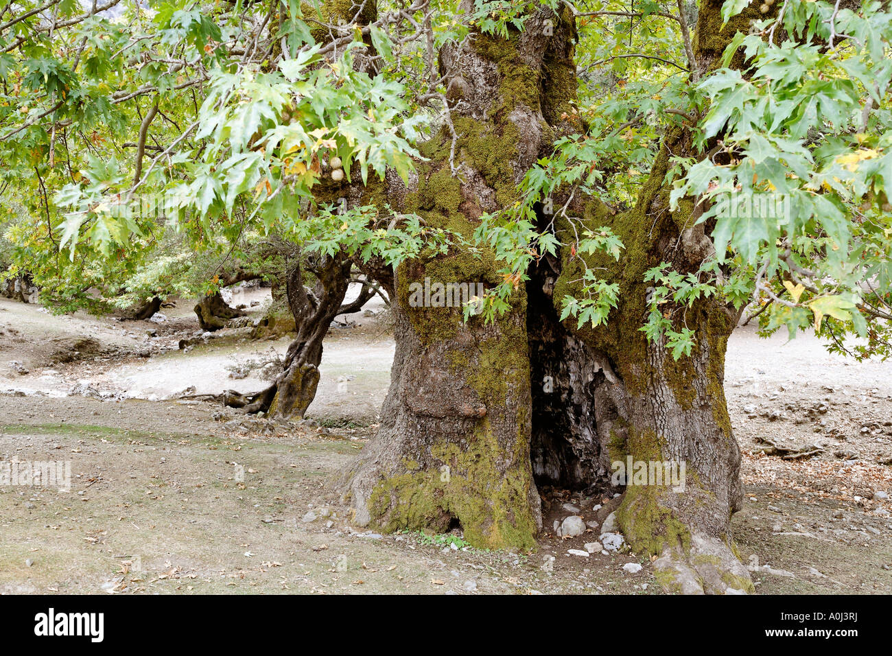 Old sycamore tree (Planetree, Platanus x acerifolia), Ida Mountains ...