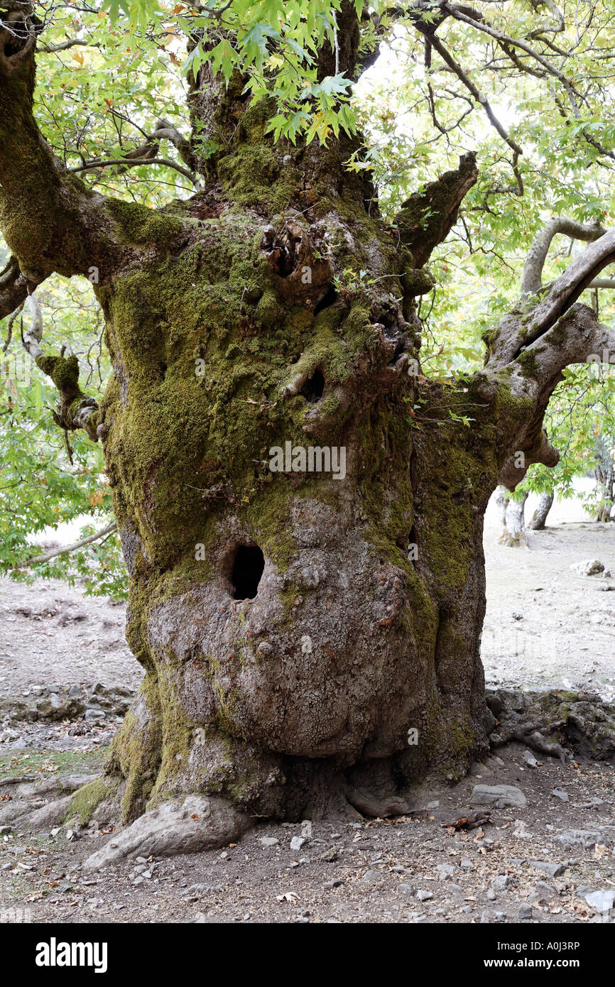 Old sycamore tree (Planetree, Platanus x acerifolia), Ida Mountains ...
