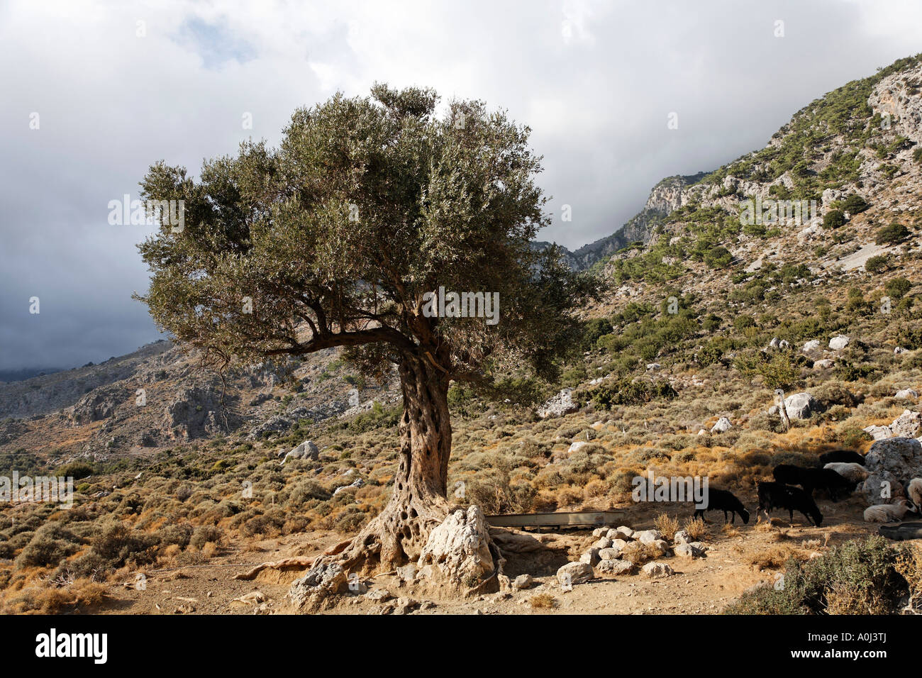 Olive tree, southern Crete, Greece Stock Photo - Alamy