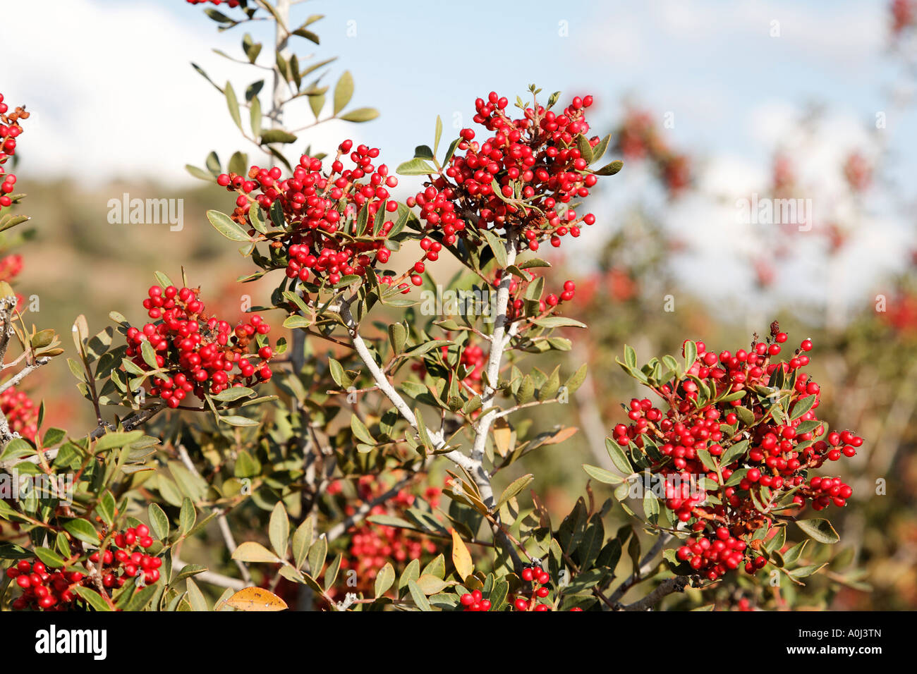 Mastic Tree, Evergreen Pistache ( Pistacia lentiscus ), Crete, Greece ...