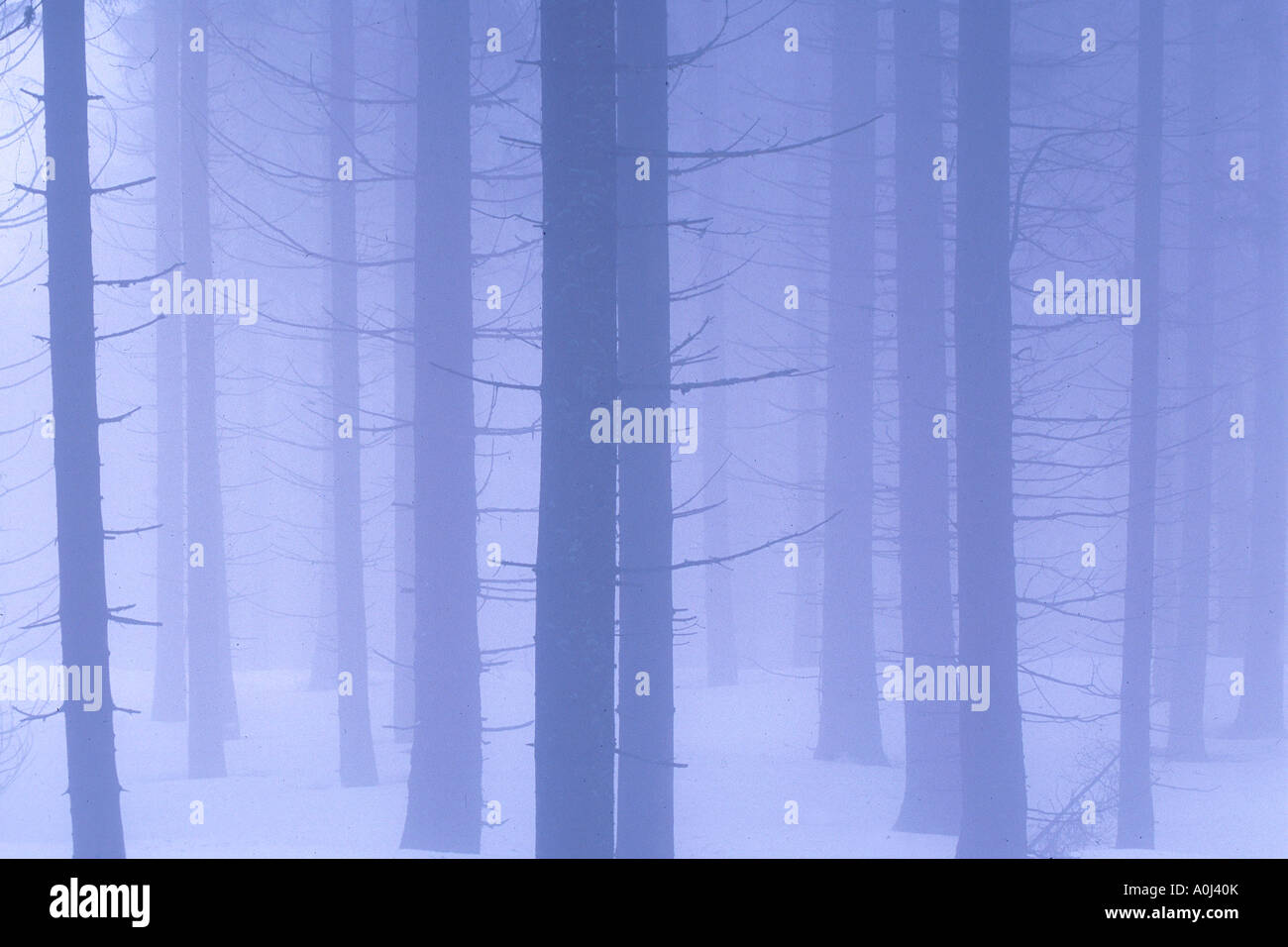 Plant in forest thick snow hi-res stock photography and images - Alamy