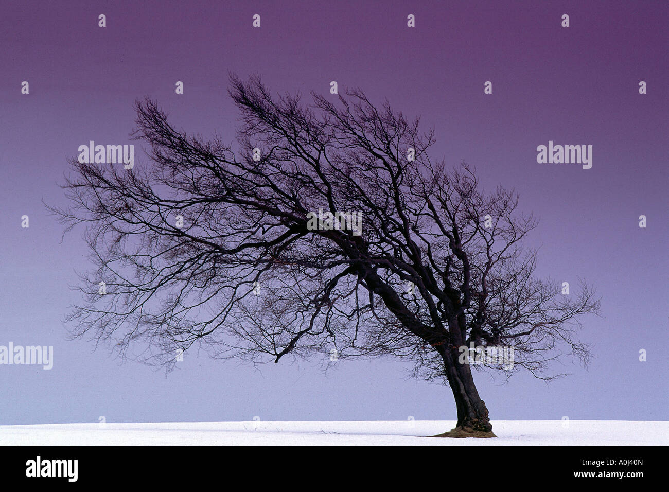 Black beech tree hi-res stock photography and images - Alamy