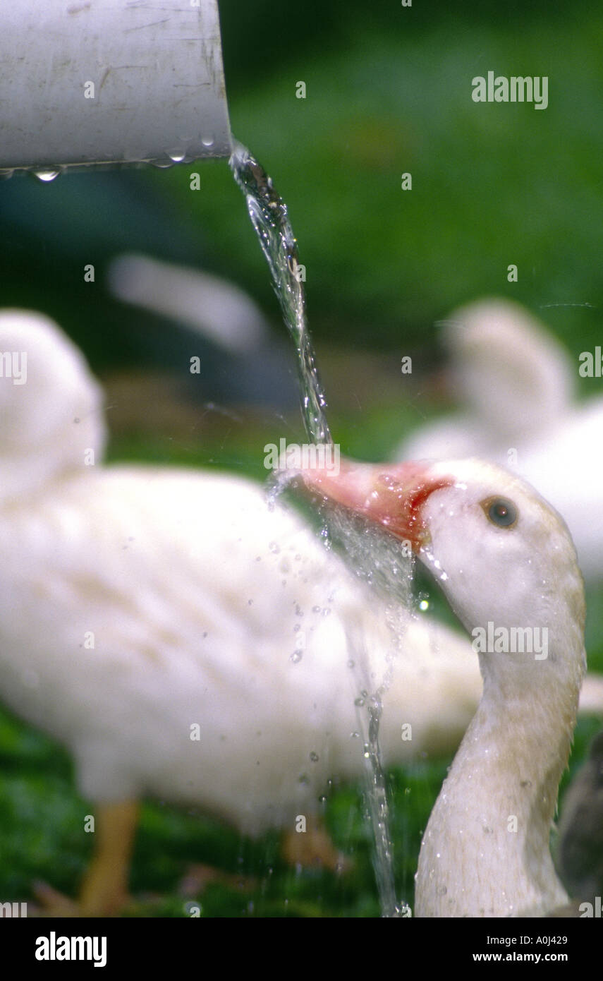 A duck takes a refreshing shower from a water spout Stock Photo - Alamy